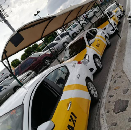 Base dorada del nilo - Taxi en Guadalajara