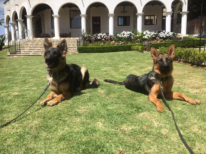 Poder Canino